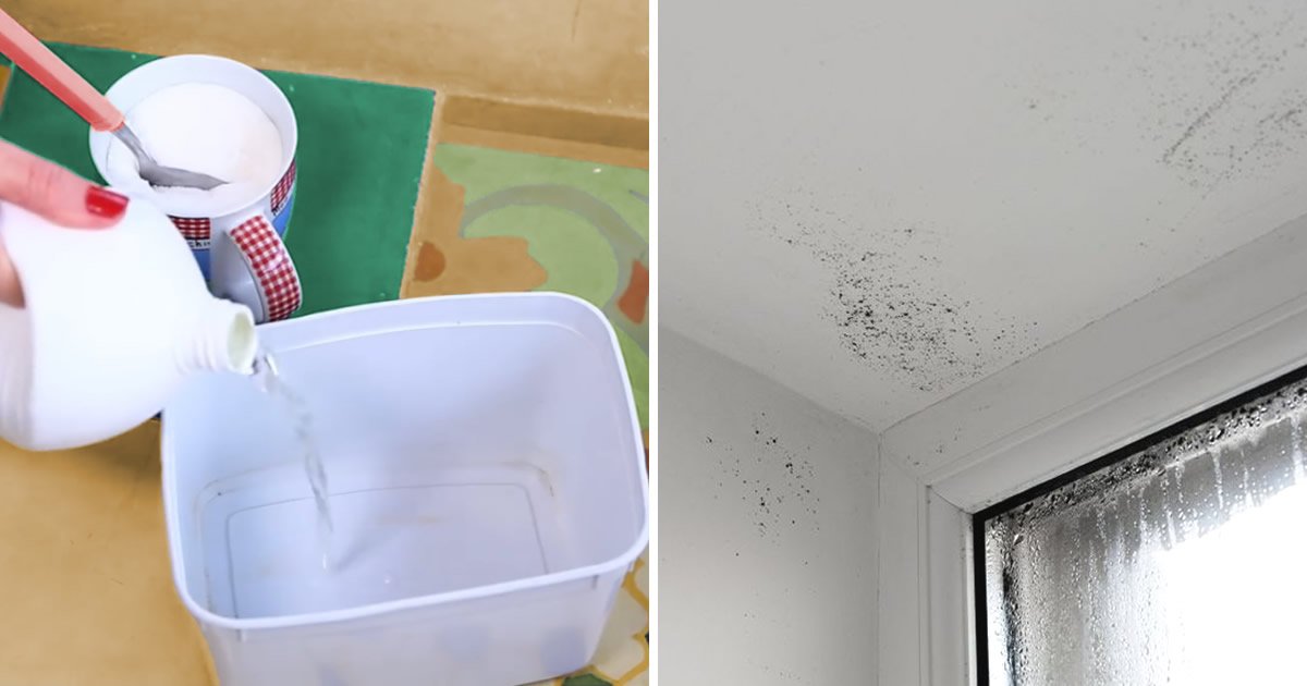 Como eliminar o bolor com o truque do açúcar - Truques Da Vovozinha